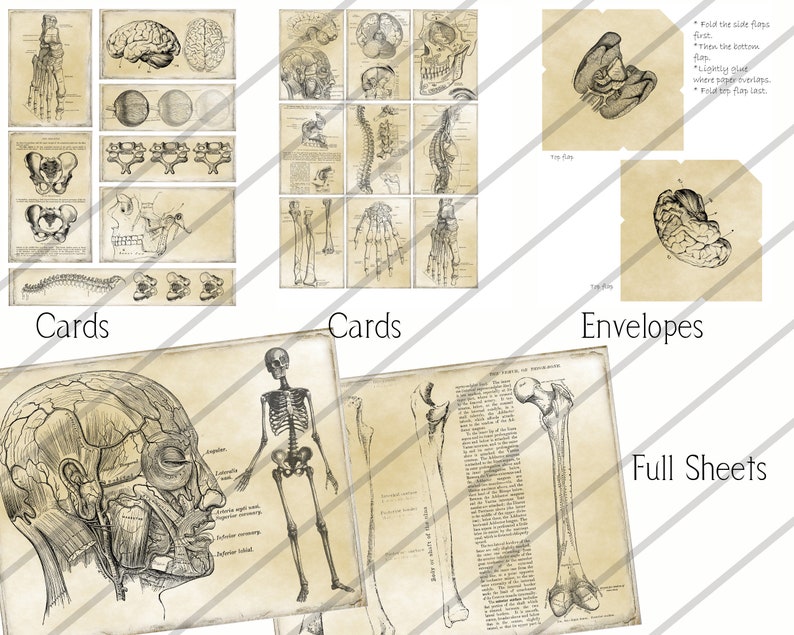 ANATOMY JOURNAL KIT Skeletal Envelopes Skeleton Human - Etsy