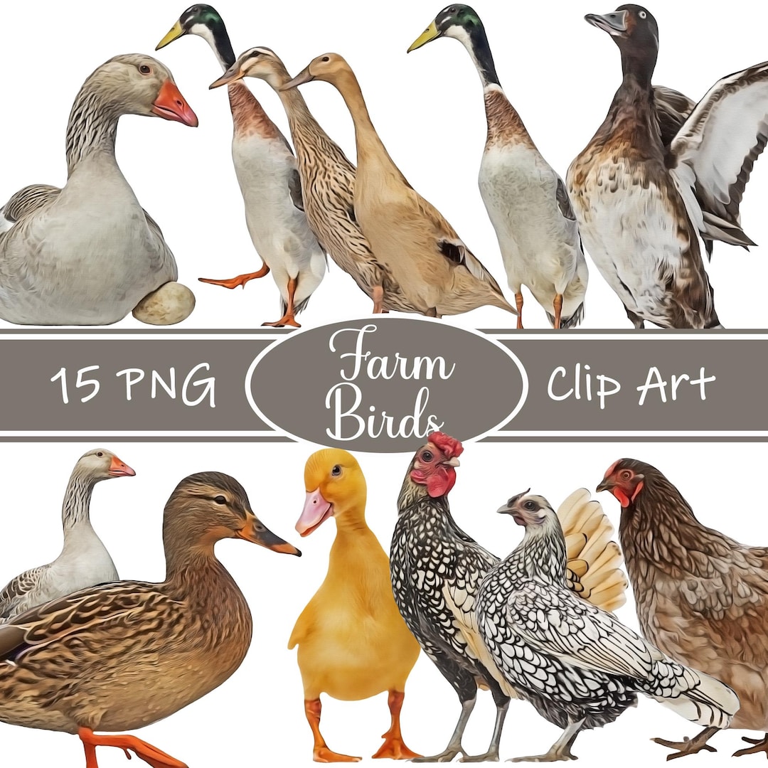 Watercolor Farm Birds Clipart: Chicken, Goose, Duck (digital Download ...