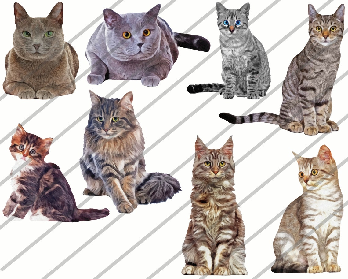 WATERCOLOR CATS CLIPART Kitten Clip Art Animal Clip Art - Etsy