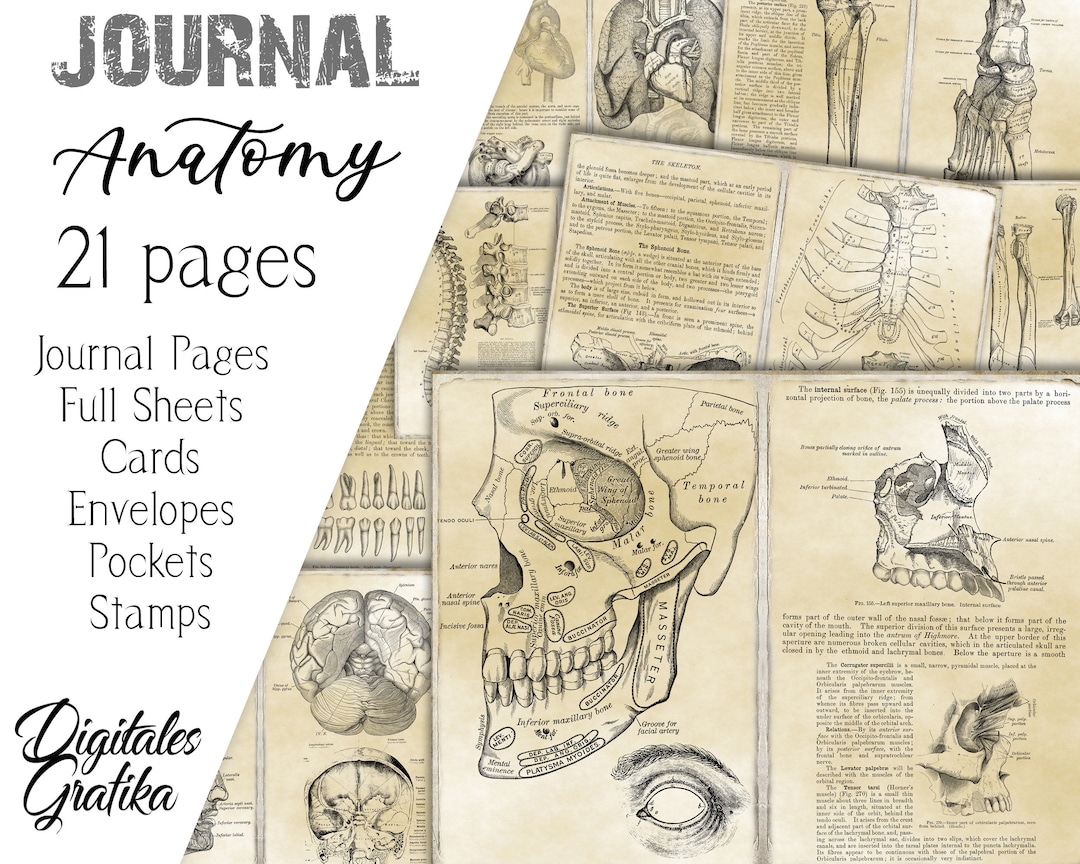 ANATOMY JOURNAL KIT Skeletal Envelopes Skeleton Human - Etsy