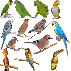 WATERCOLOR COLORFUL BIRDS Clip Art, Bird Clip Art, Watercolor Clip Art ...