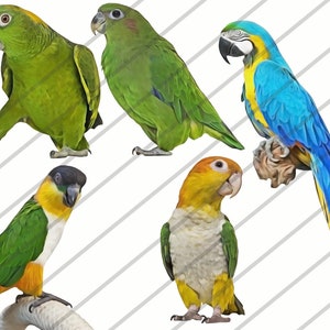 WATERCOLOR COLORFUL BIRDS Clip Art Bird Clip Art Watercolor - Etsy