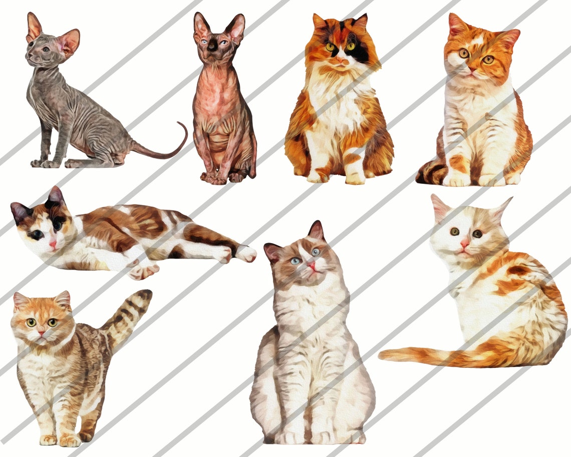 WATERCOLOR CATS CLIPART Kitten Clip Art Animal Clip Art - Etsy