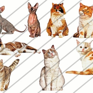 WATERCOLOR CATS CLIPART, Kitten Clip Art, Animal Clip Art, Commercial ...