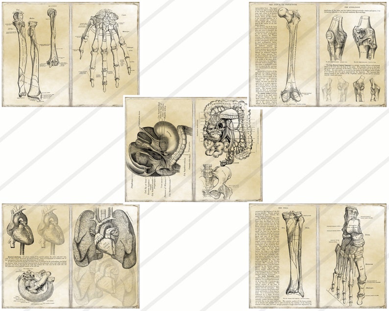 ANATOMY JOURNAL KIT Skeletal Envelopes Skeleton Human - Etsy