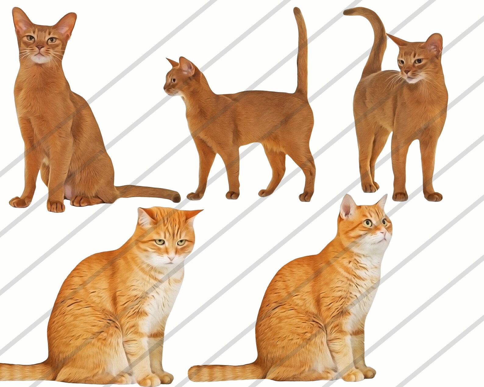 WATERCOLOR GINGER CATS Clipart Kitten Clip Art Animal Clip - Etsy