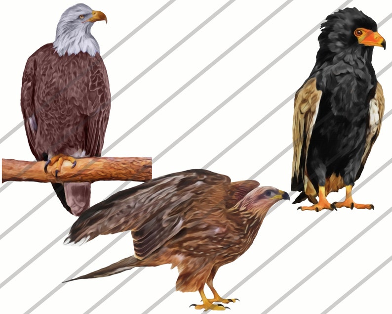 WATERCOLOR BIRDS OF Prey Clipart Bird Clip Art Animal Clip - Etsy