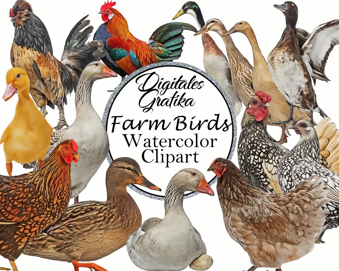 WATERCOLOR FARM BIRDS Clipart Chicken Clipart Goose Clip - Etsy