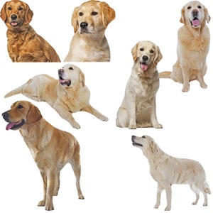 RETRIEVERS GOLDEN and LABRADOR Watercolor Clipart, Dog Clip Art, Animal ...