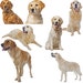 RETRIEVERS GOLDEN and LABRADOR Watercolor Clipart, Dog Clip Art, Animal ...