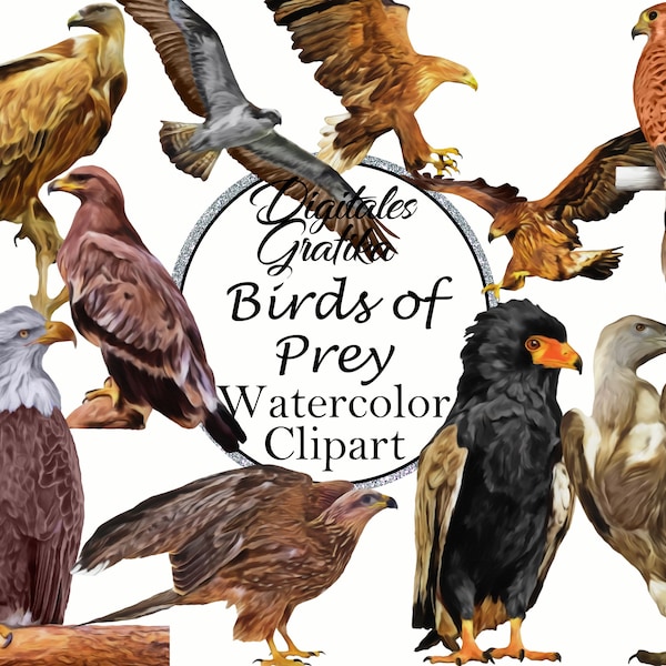 Bird of Prey Clipart - Etsy
