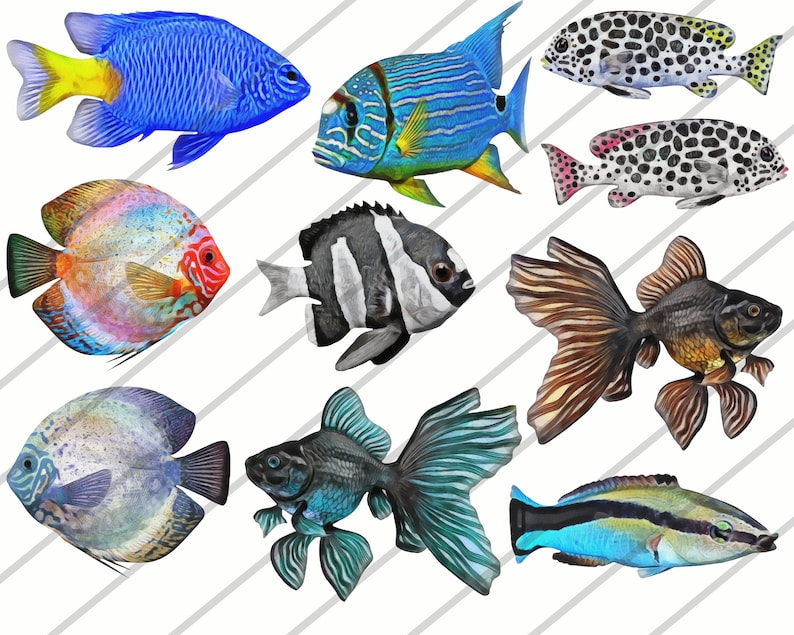 WATERCOLOR AQUARIUM FISH Clipart Fish Clipart Designer Clip | Etsy