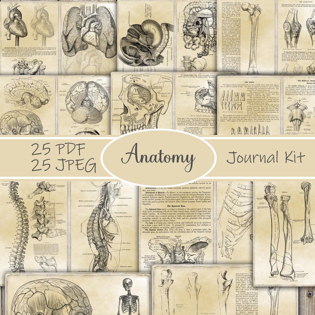 Anatomy Junk Journal Kit, Skeletal, Envelopes, Skeleton, Human Anatomy ...