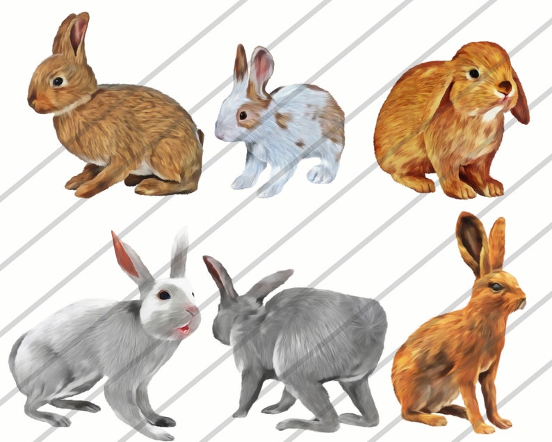 Watercolor Woodland Animals Clipart: 24 PNG Forest Creatures (digital ...