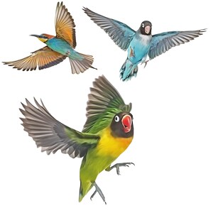 WATERCOLOR COLORFUL BIRDS Clip Art, Bird Clip Art, Watercolor Clip Art ...