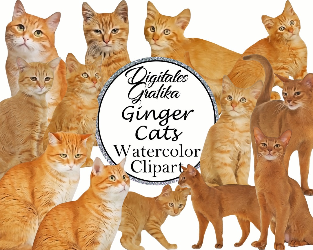 WATERCOLOR GINGER CATS Clipart Kitten Clip Art Animal Clip - Etsy