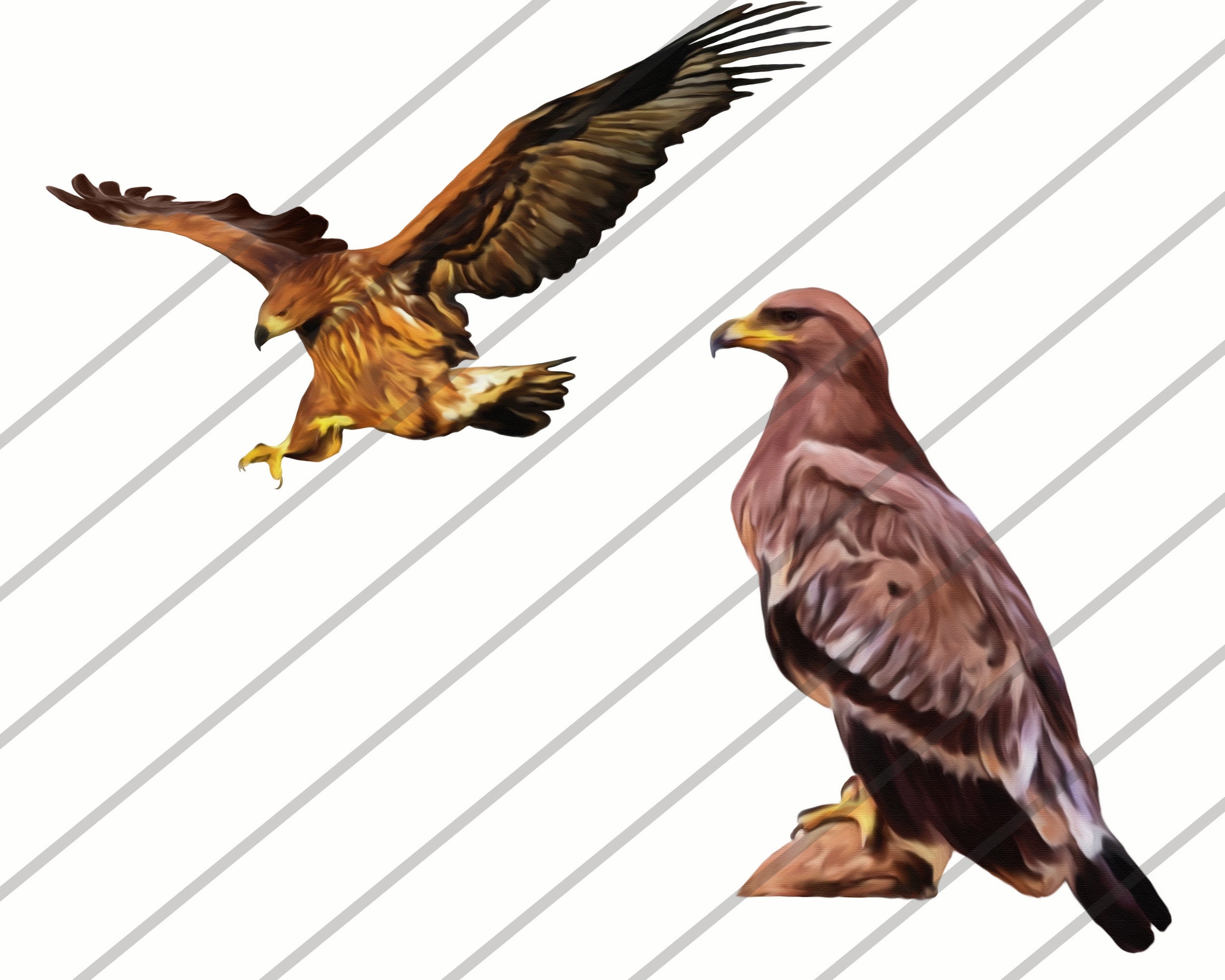 WATERCOLOR BIRDS OF Prey Clipart Bird Clip Art Animal Clip - Etsy