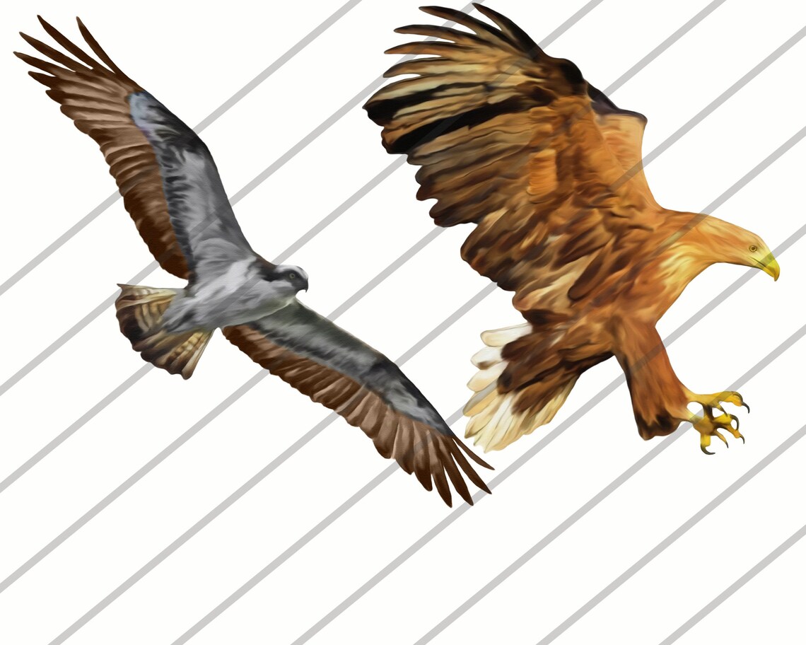 WATERCOLOR BIRDS OF Prey Clipart Bird Clip Art Animal Clip - Etsy