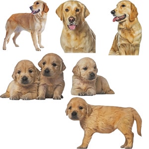 RETRIEVERS GOLDEN and LABRADOR Watercolor Clipart, Dog Clip Art, Animal ...