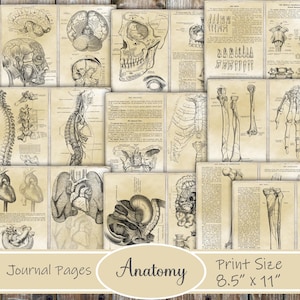 Anatomy Junk Journal Kit, Skeletal, Envelopes, Skeleton, Human Anatomy ...
