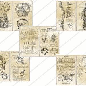 ANATOMY JOURNAL KIT, Skeletal, Envelopes, Skeleton, Human Anatomy ...