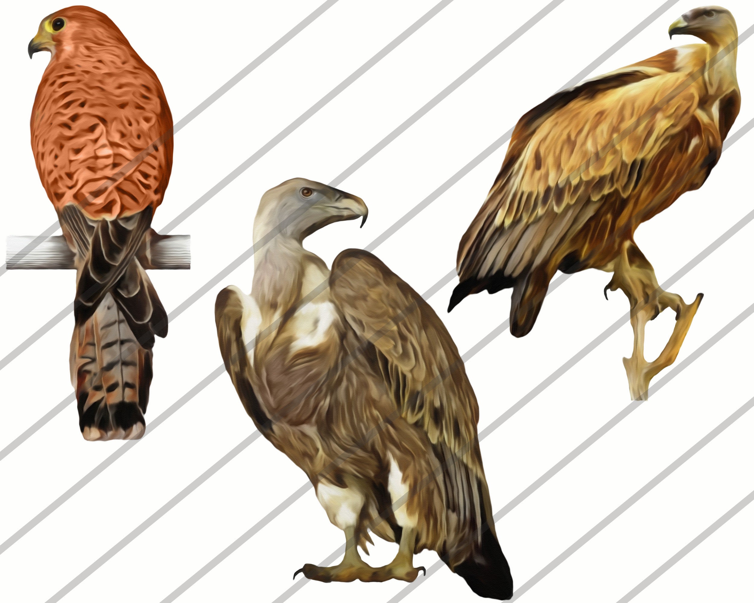 WATERCOLOR BIRDS OF Prey Clipart Bird Clip Art Animal Clip - Etsy