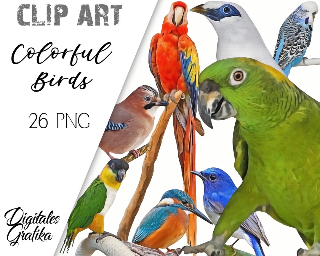 WATERCOLOR COLORFUL BIRDS Clip Art Bird Clip Art Watercolor - Etsy