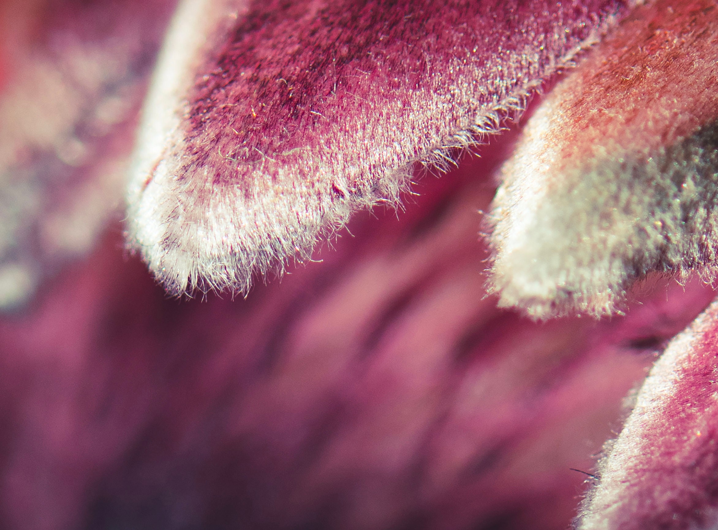 SET OF TWO Dark and Moody Botanical Print Closeup Macro Photographs of ...