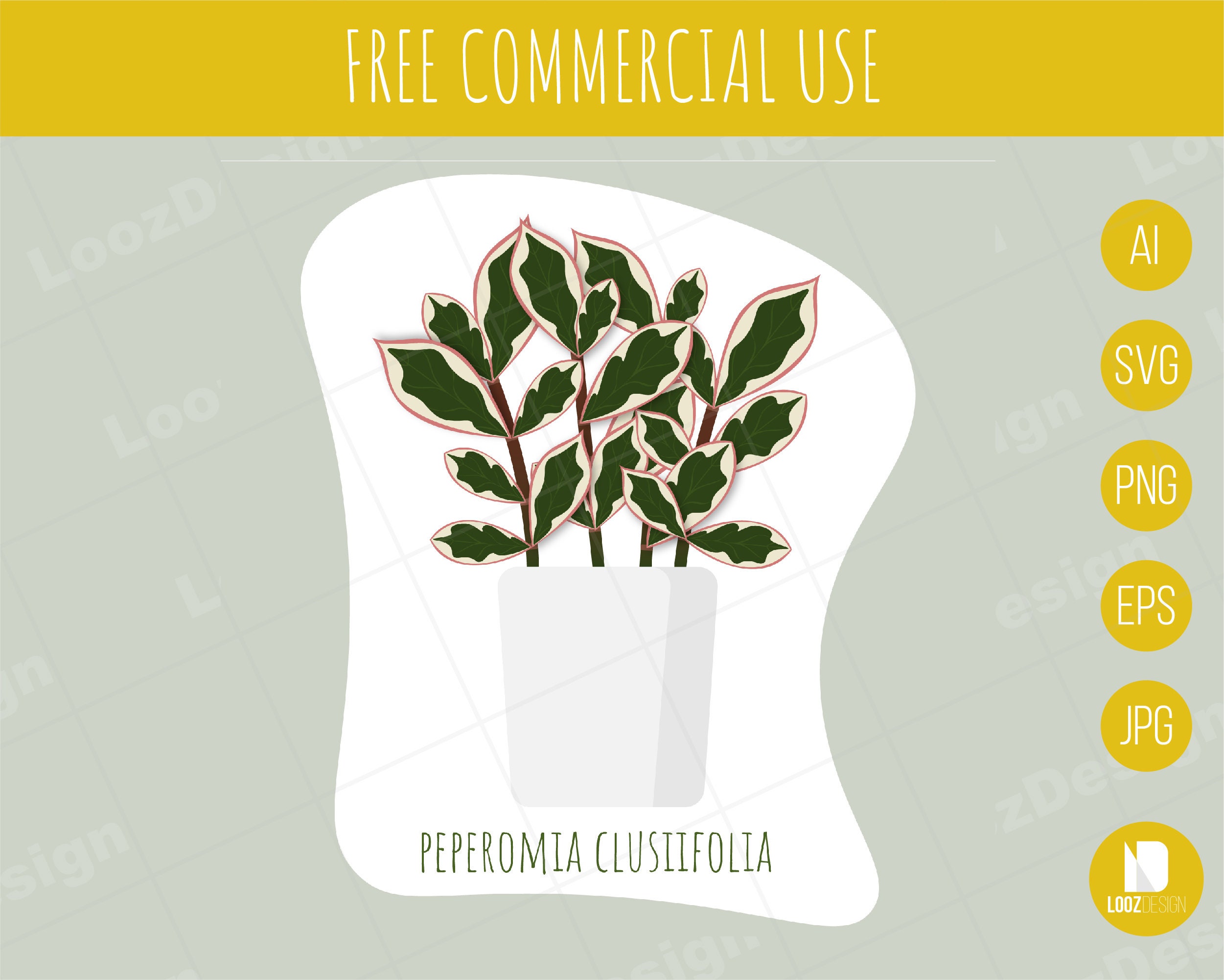 Peperomia Clusiifolia, Variegated Red-edged Radiator SVG, EPS, PNG and ...
