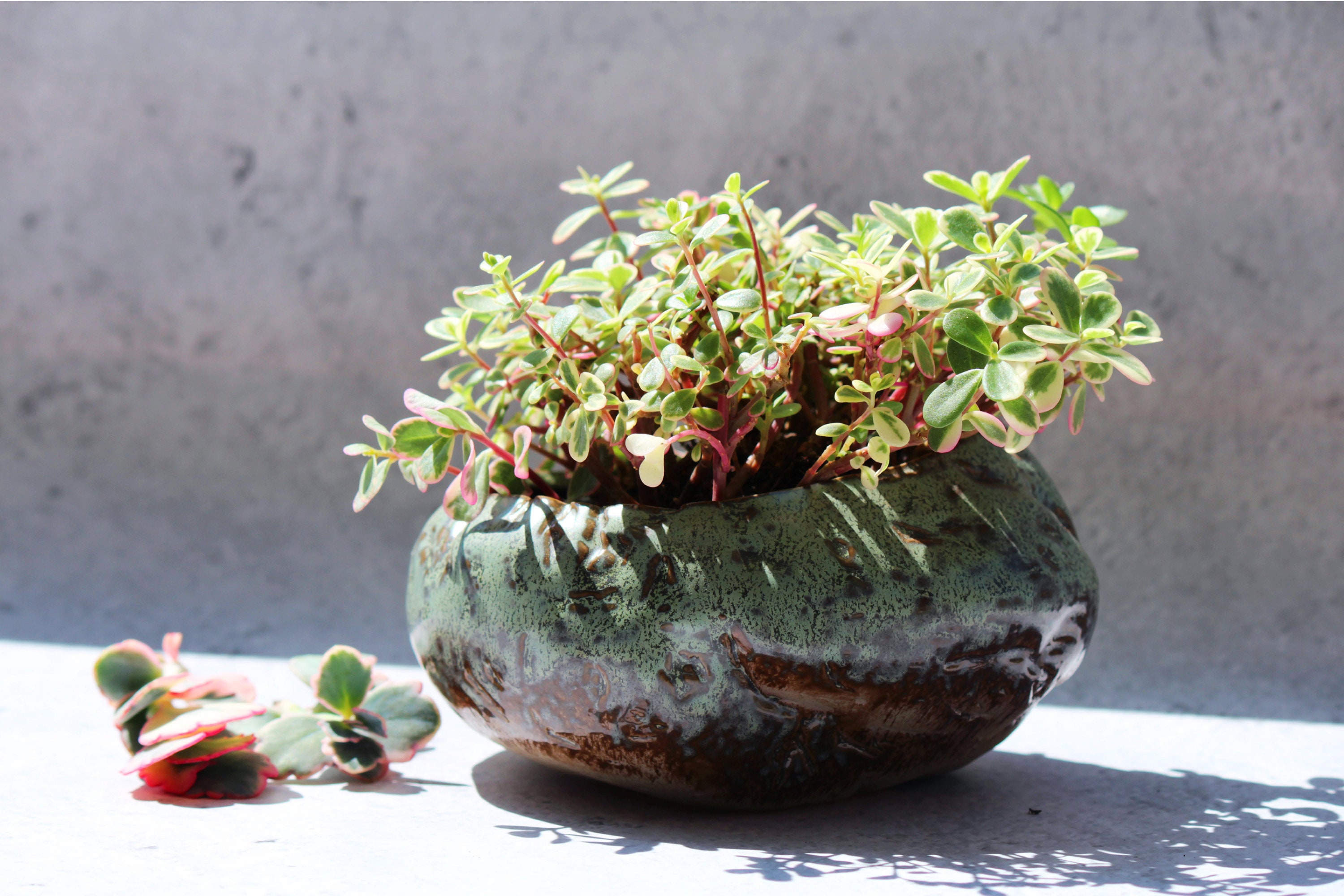 Premium Shallow Succulent Planter Pot Ceramic With Decorative - Etsy