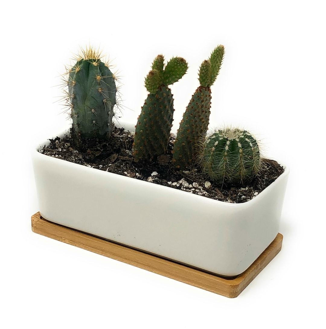 Rectangular Ceramic Succulent Planter Pot 6.5