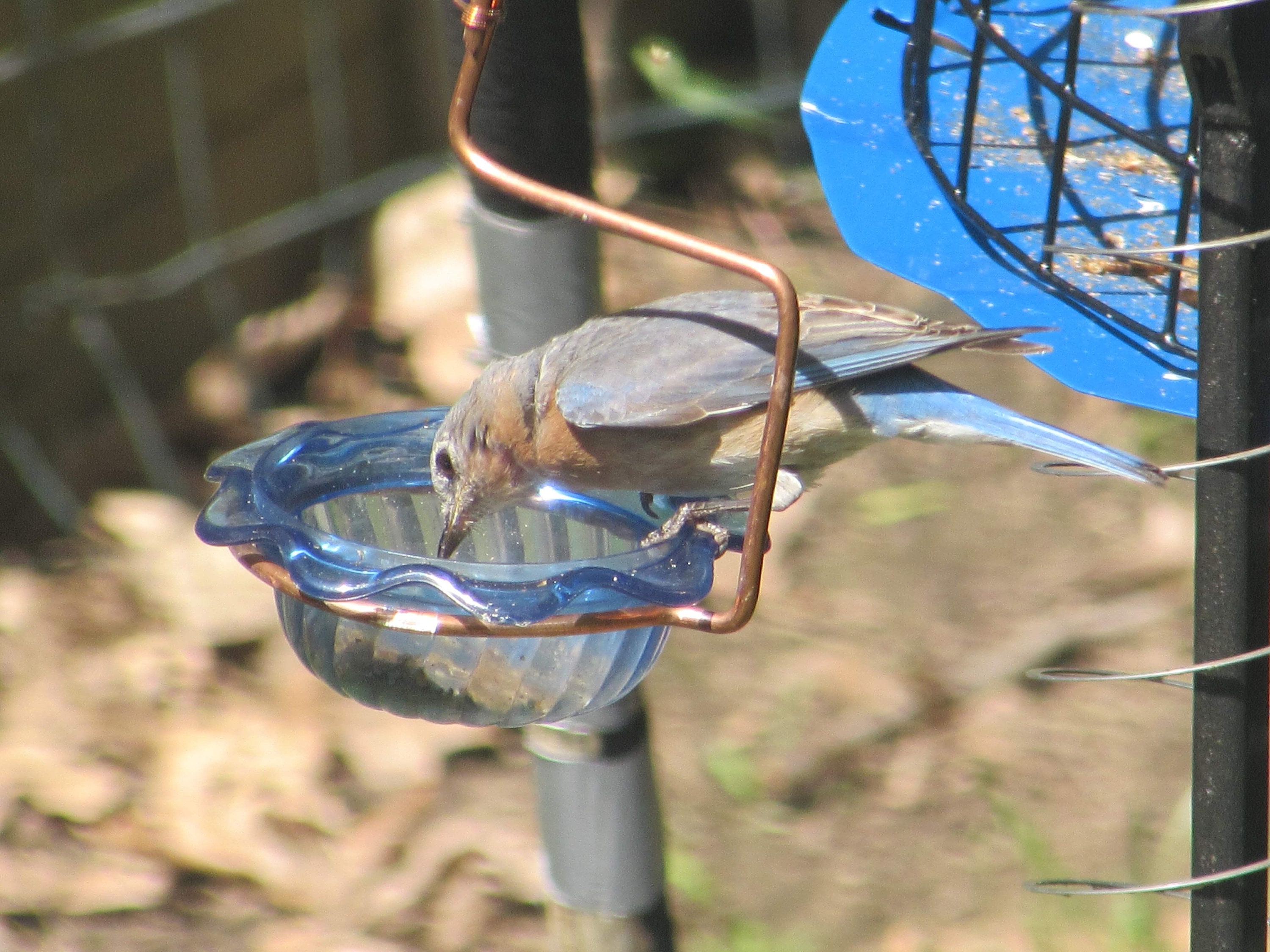 Bluebird Feeder Single | Etsy