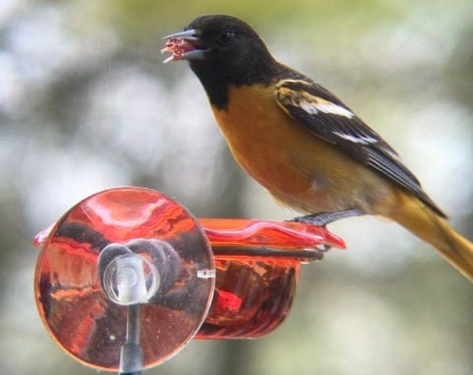 Window Oriole Feeder - Etsy