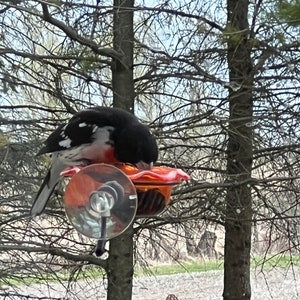 Window Oriole Feeder - Etsy