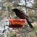 Window Oriole Feeder - Etsy