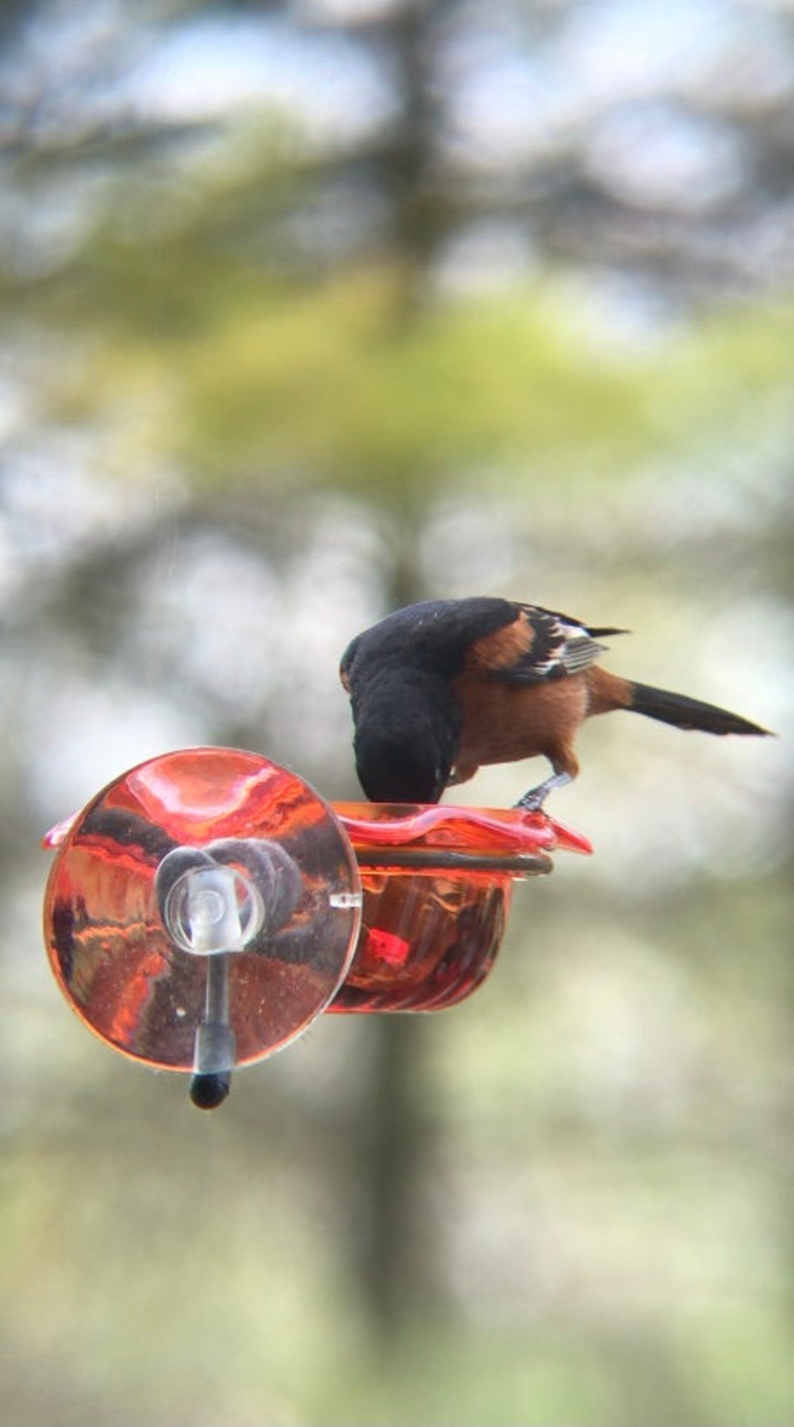 Window Oriole Feeder | Etsy