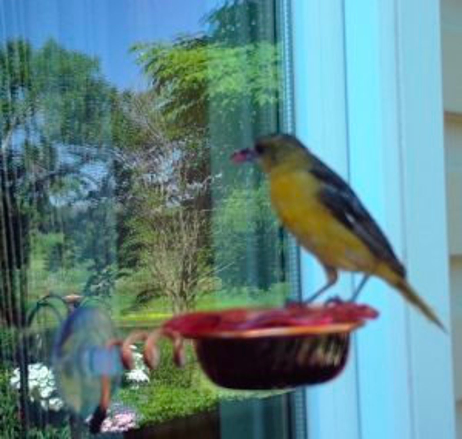 Window Oriole Feeder - Etsy