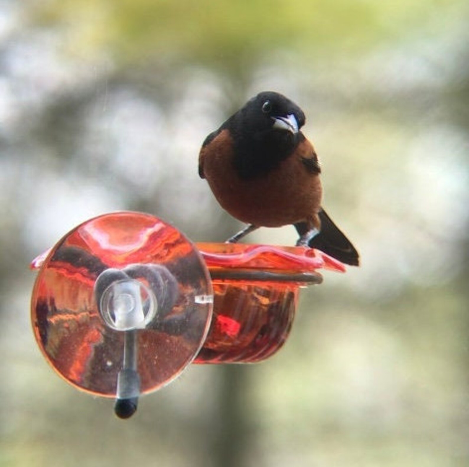 Window Oriole Feeder - Etsy