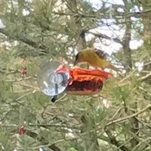 Window Oriole Feeder - Etsy
