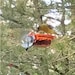 Window Oriole Feeder - Etsy