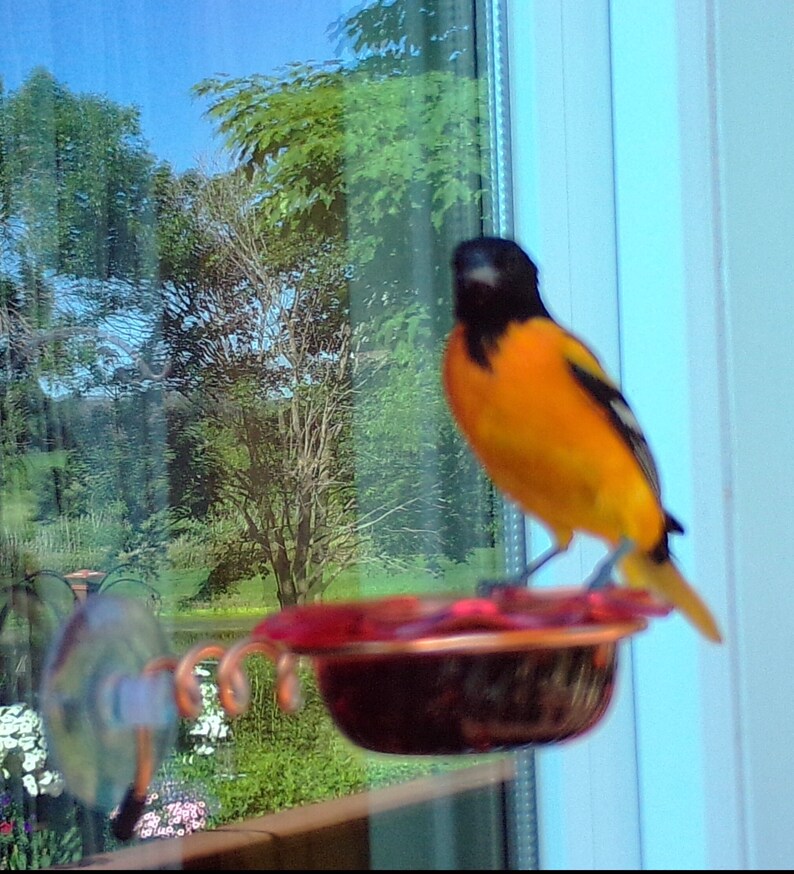Window Oriole Feeder - Etsy