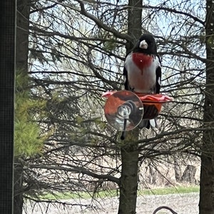 Window Oriole Feeder - Etsy