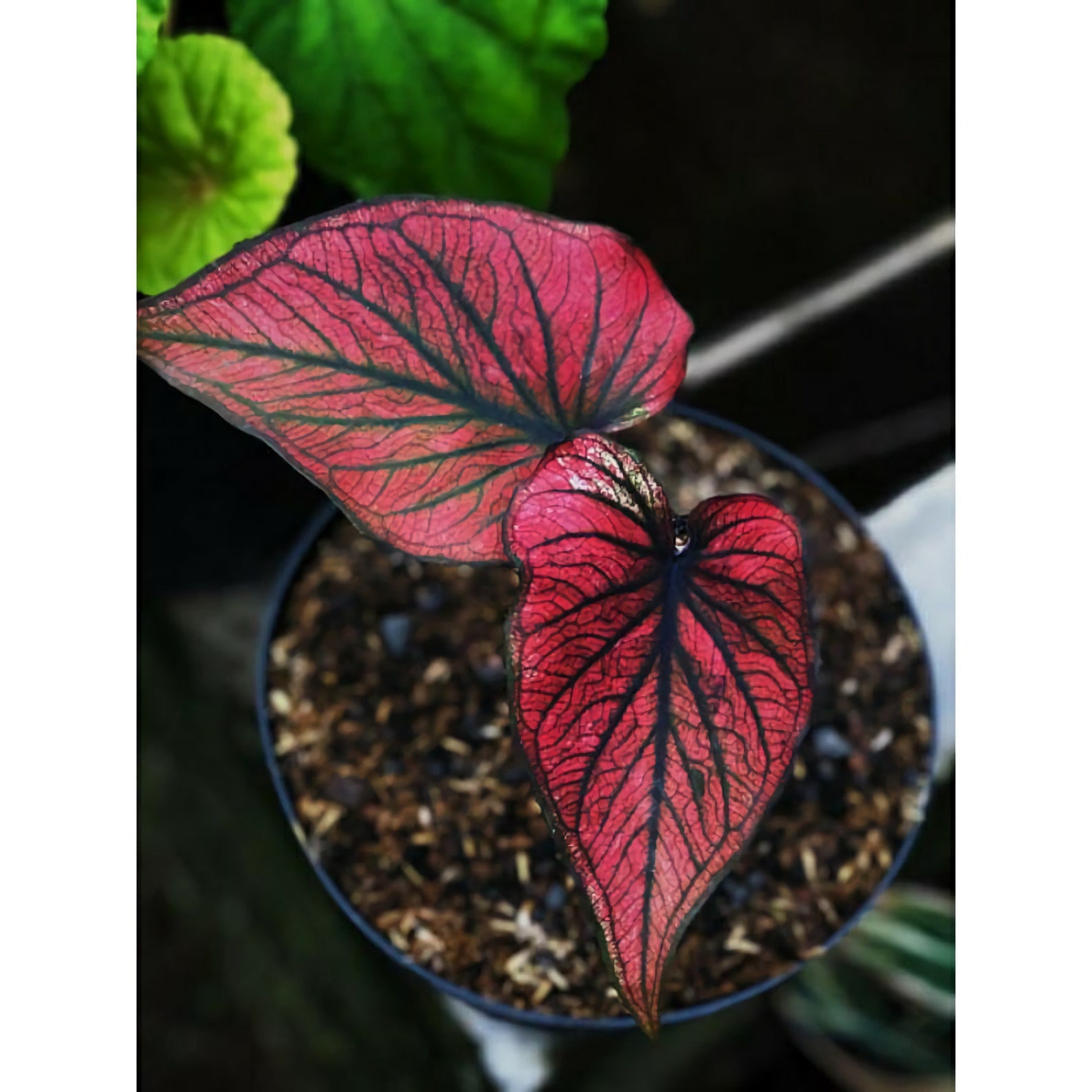 Very Rare Caladium Red Stone Free Phytosanitary Certificate | Etsy