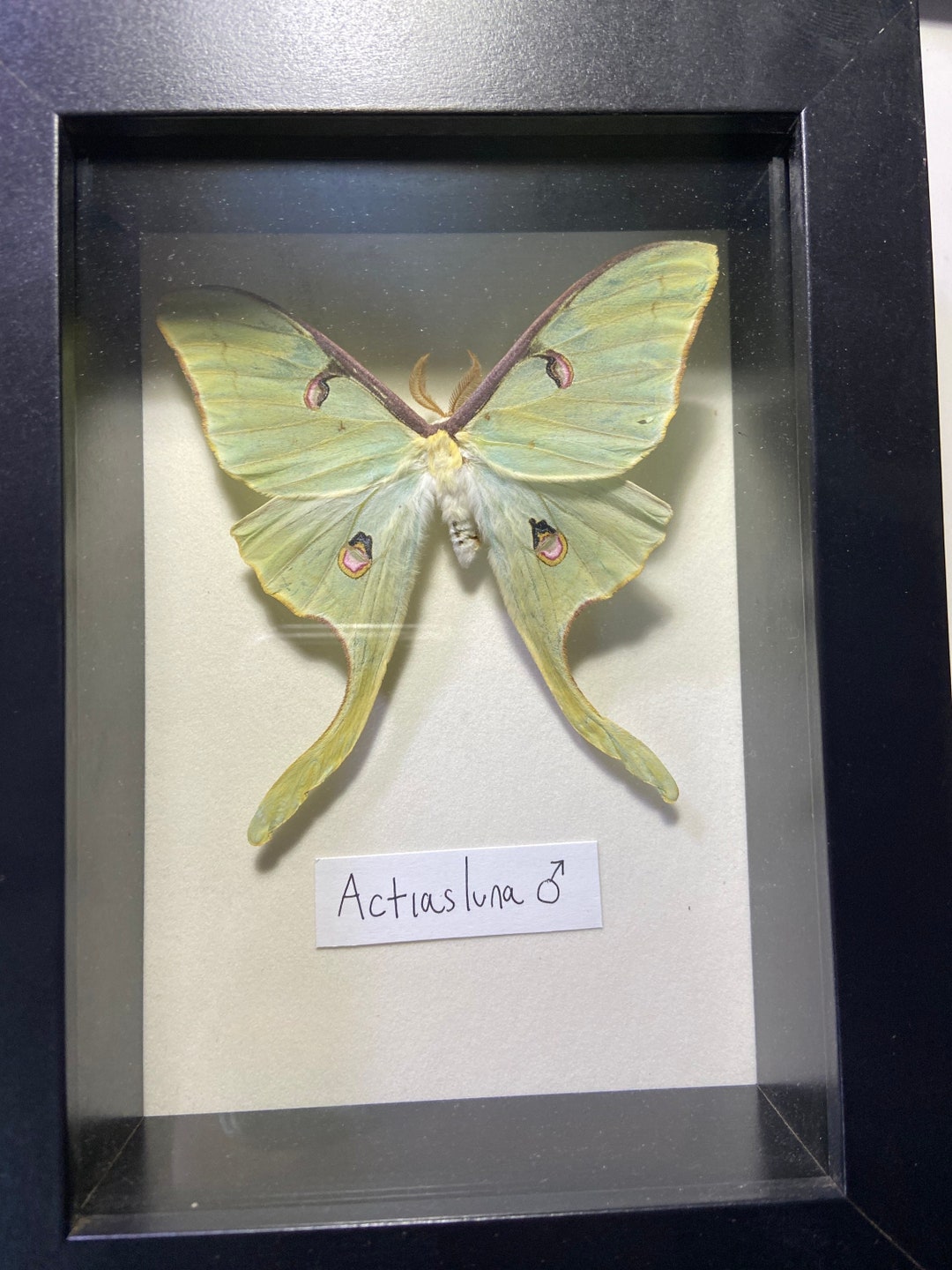 Luna Moth Display Case Actias Saturniidae Insect Moth Luna Butterfly - Etsy