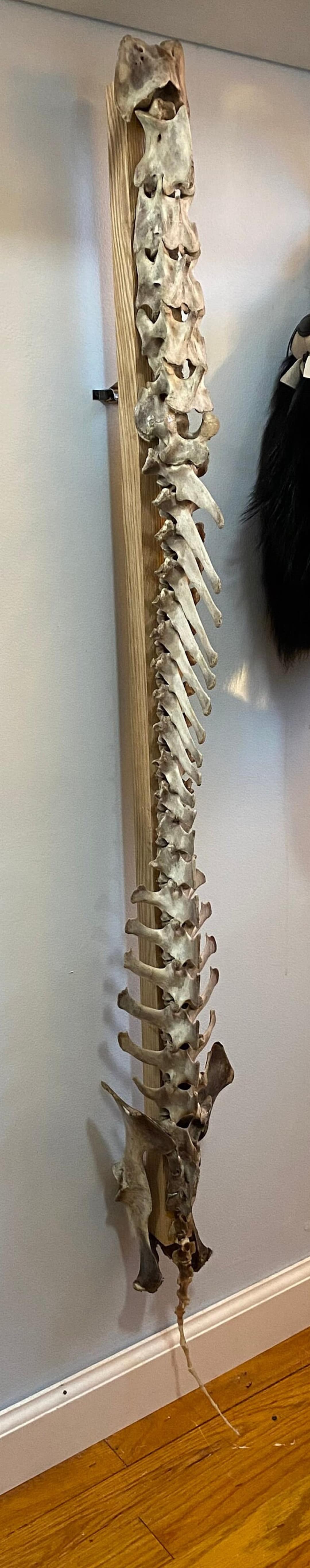 Complete Fully-articulated Deer Spine With Pelvis and Sacrum - Etsy