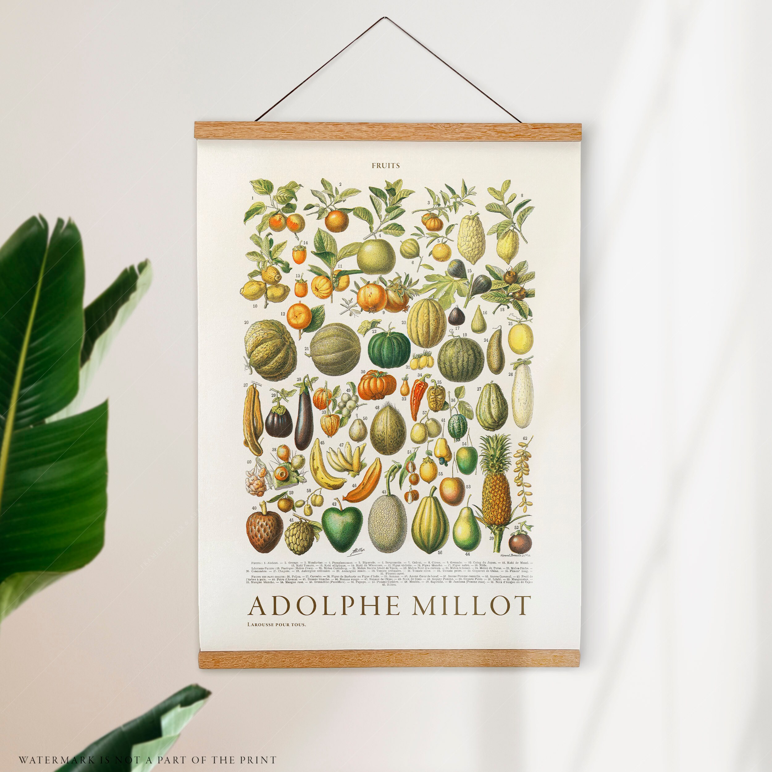 Vintage Fruits Chart, Botanical Illustration, Legumes Print, Citrus ...