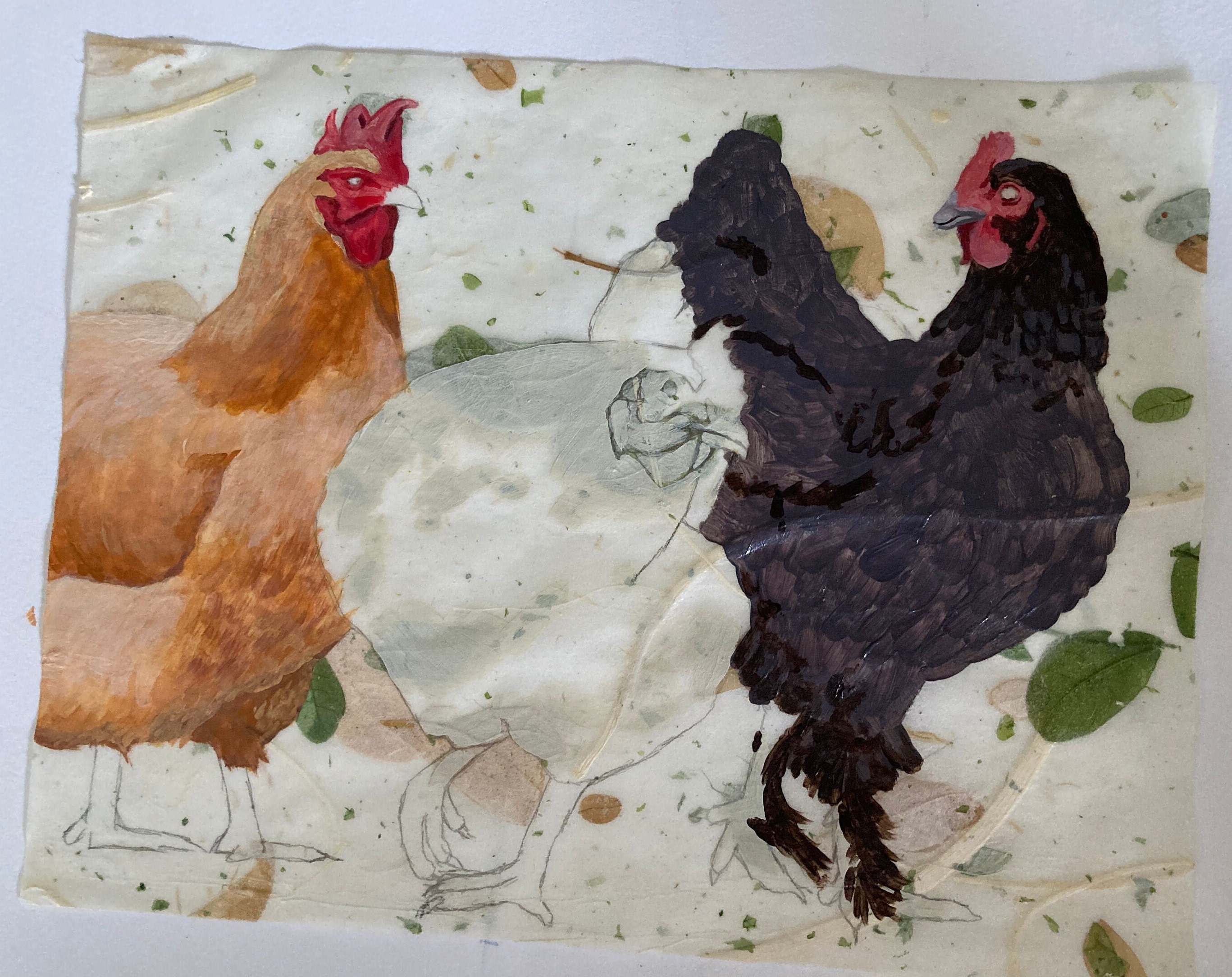 Chicken Painting: Buff Orpington, Barred Rock, Lavender Orpington on ...