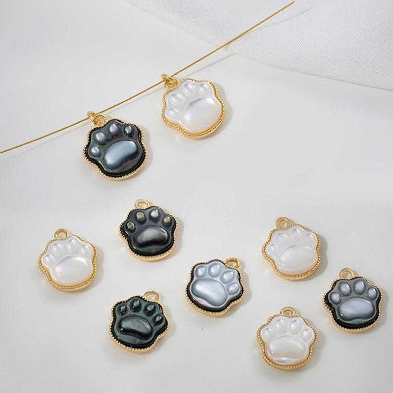 Cats Paw Shell - Etsy
