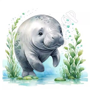 Watercolor Cute Manatee Clipart Bundle, 18 High-quality Pngs, Wall Art ...