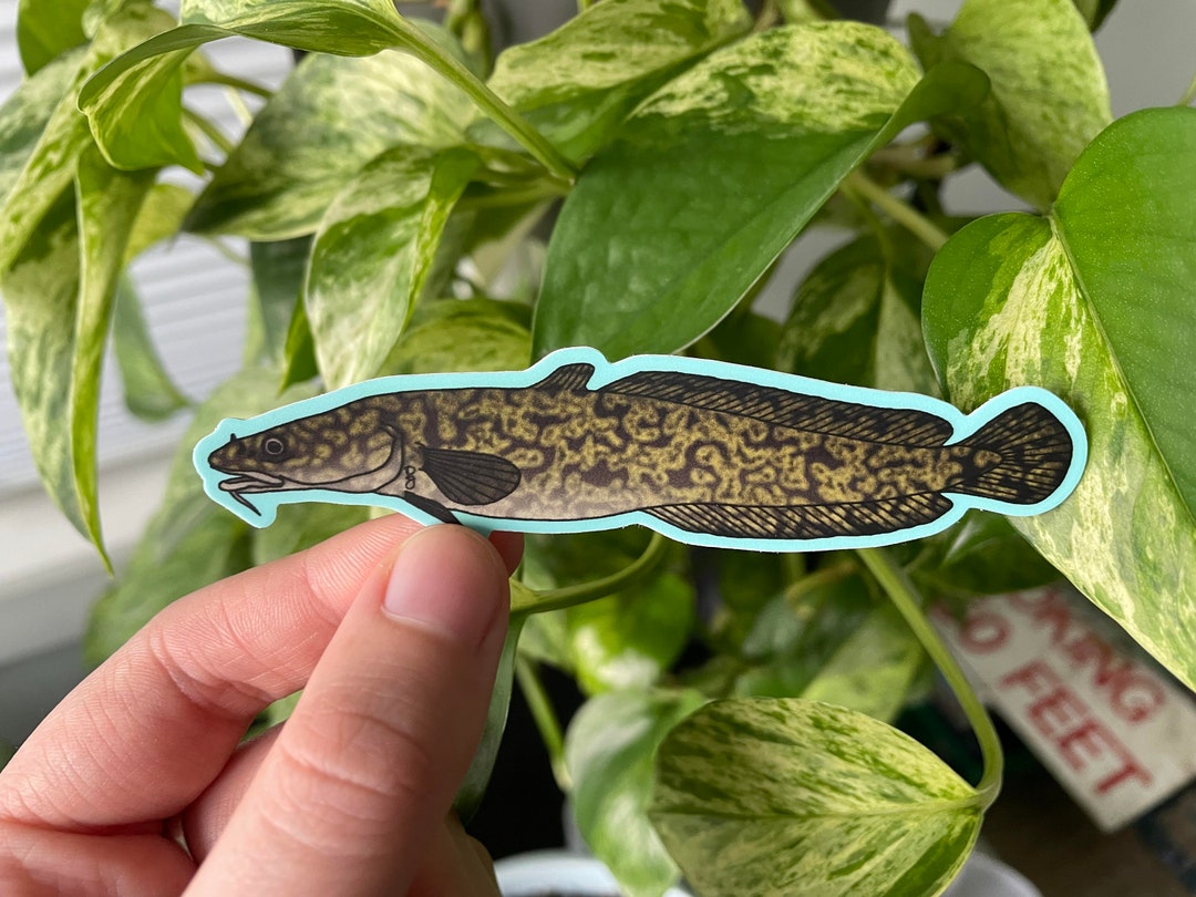 Burbot Fish Sticker Freshwater Fish Weatherproof Vinyl Durable - Etsy